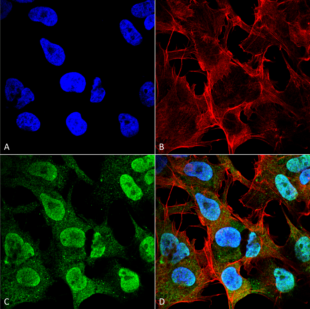 Alpha Synuclein Antibody, Clone 4F1: APC - 2BScientific