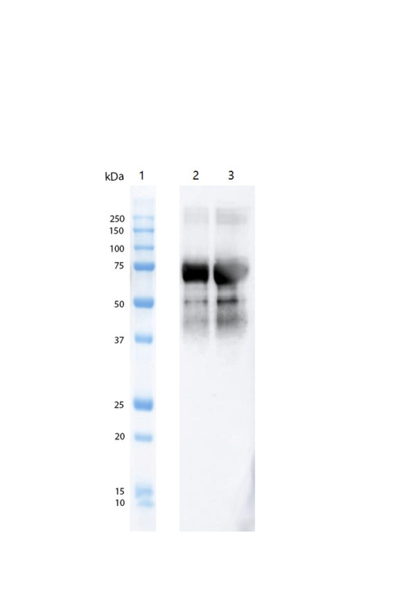 Anti-Tau Antibody (pThr217) - Mouse Monoclonal [15B7] | StressMarq ...