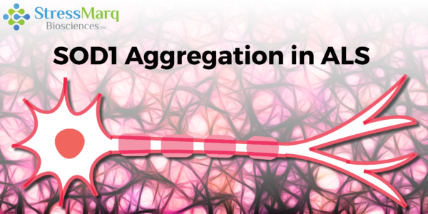 SOD1 Aggregation in Amyloid Lateral Sclerosis | StressMarq