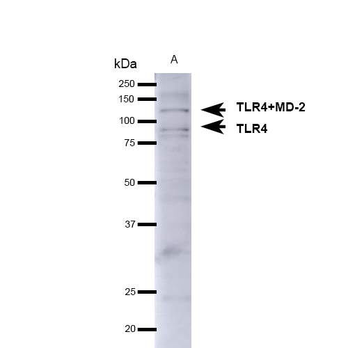Anti-TLR4 Antibody (SPC-200) Rabbit Polyclonal
