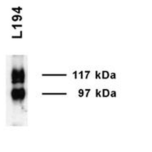 UT-A1 Antibody: RPE - 2BScientific
