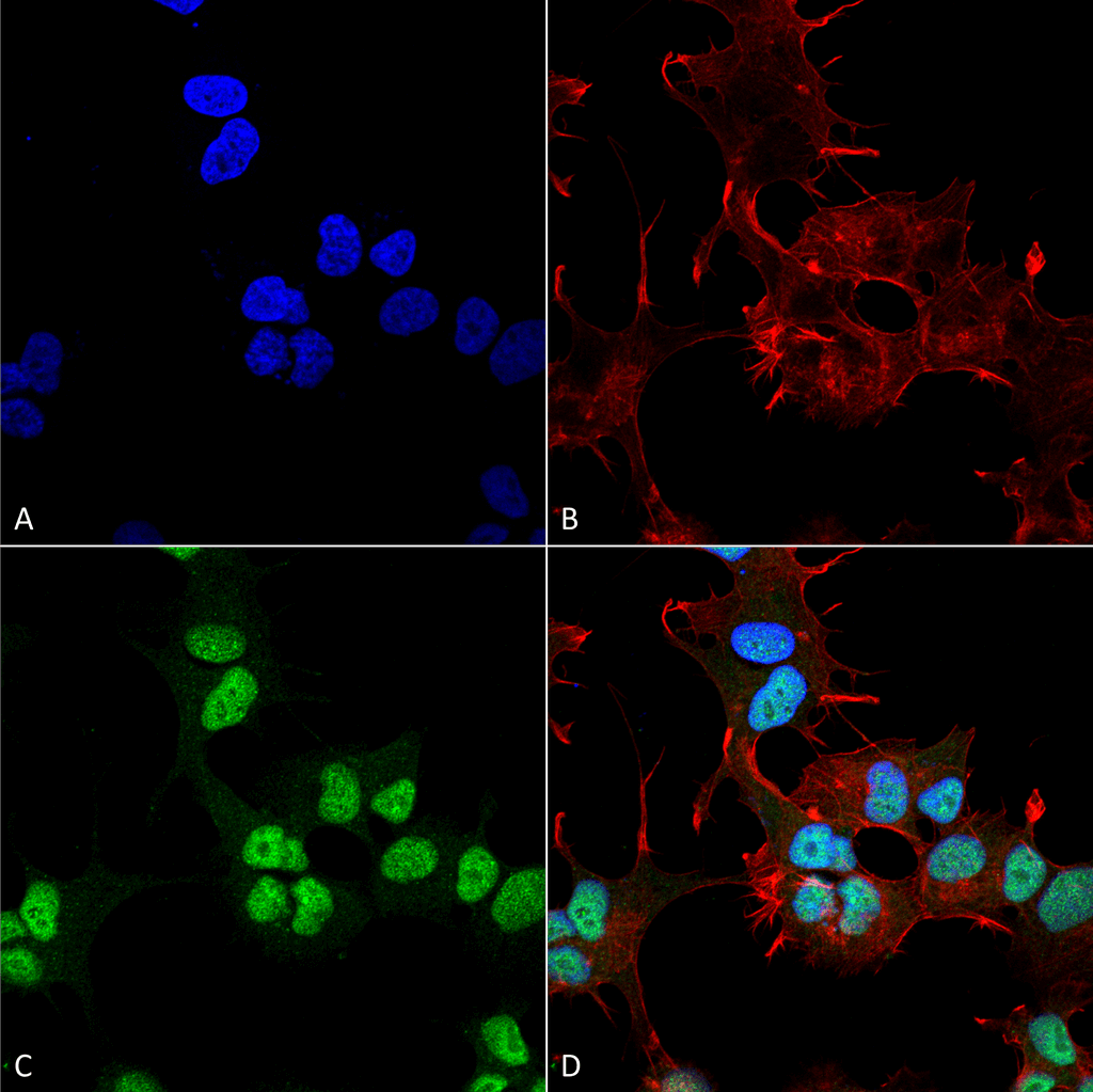 GAPDH Antibodies | AntibodyResource.com