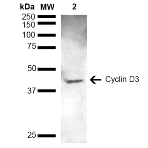 Products - Antibodies, Proteins, Kits, Small Molecules | StressMarq