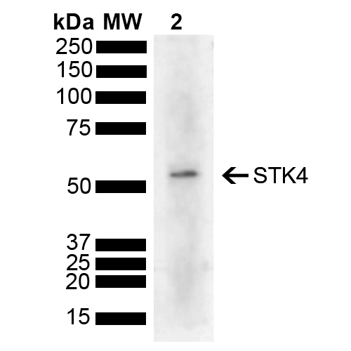 STK4 Antibody: RPE | Scientist.com