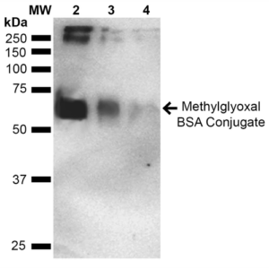 Methylglyoxal BSA Conjugate (SPR-208)