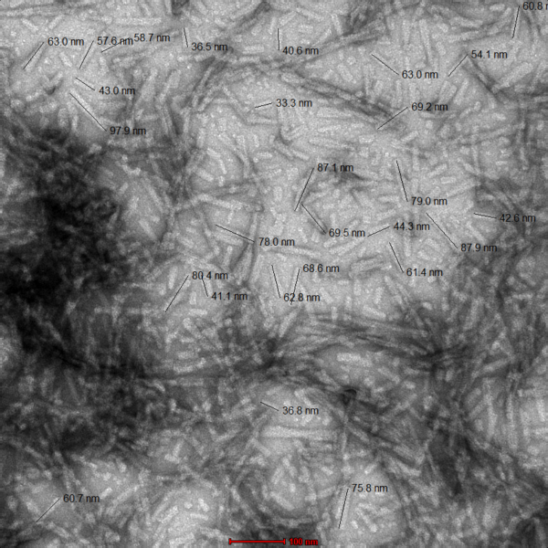 Types of Alpha Synuclein Fibrillar Constructs | StressMarq