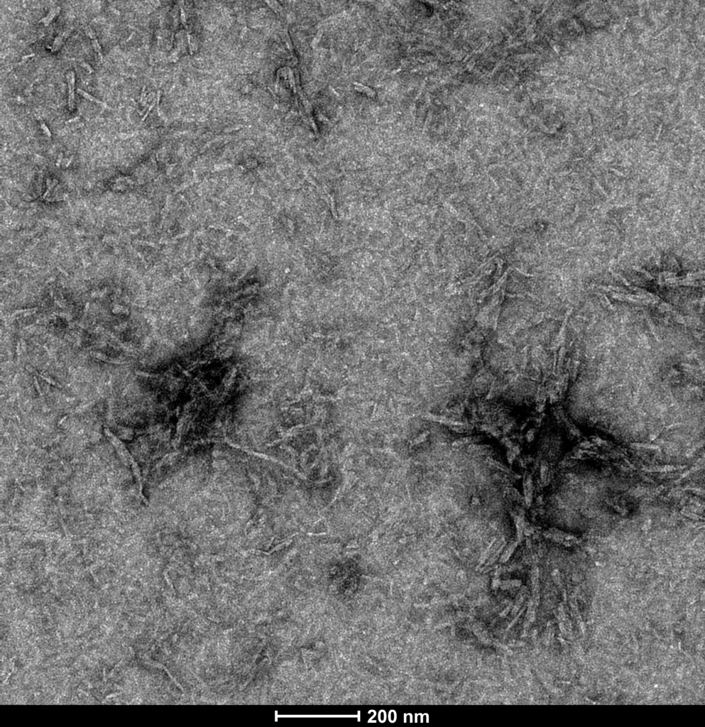 Types of Tau Fibrillar Constructs | StressMarq | StressMarq Biosciences ...