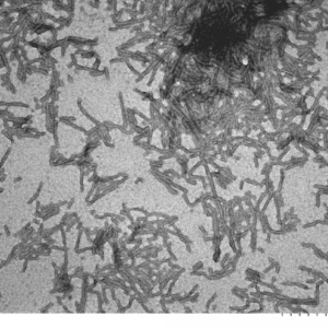 Tau Pre-formed Fibrils, Filaments & Monomers