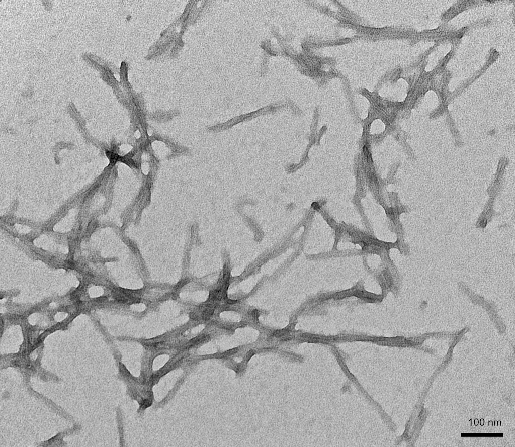 Tau Fibrillar and Oligomeric Constructs | StressMarq