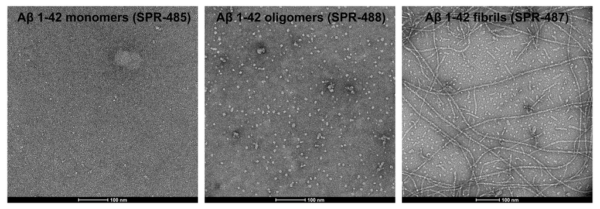 Amyloid Beta Pre-formed Fibrils (PFF), Oligomers, & Monomers