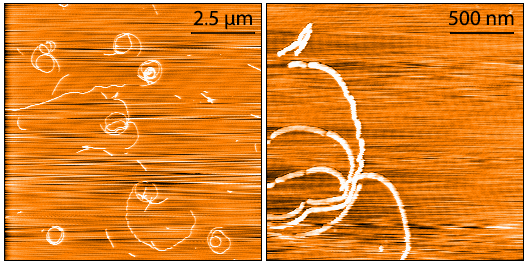 Tau-352 (fetal 0N3R) Wild-Type Pre-formed Fibrils - 2BScientific