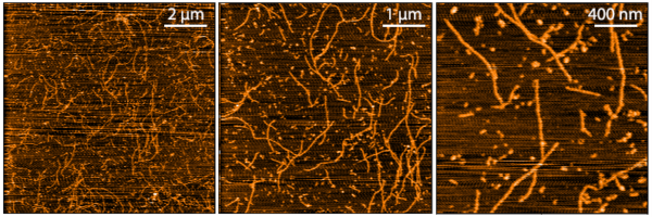 Human Amyloid Beta Pyroglutamate 3-42 PFFs (SPR-492)