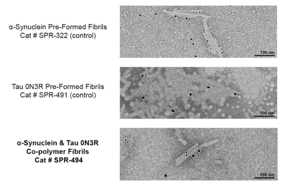 Tau Pre-formed Fibrils (PFFs), Oligomers, & Monomers