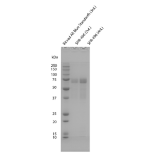 Human Tau-441 (2N4R) Wild-Type Monomers (SPR-496)