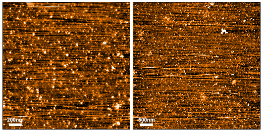 Tau-441 (2N4R) Wild-Type Oligomers - 2BScientific