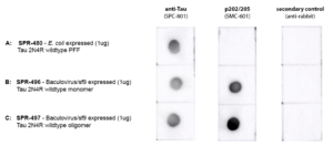Tau Pre-formed Fibrils (PFFs), Oligomers, & Monomers