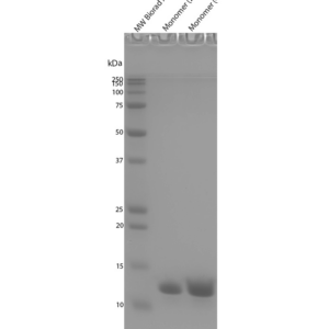 Tau Pre-formed Fibrils, Filaments & Monomers