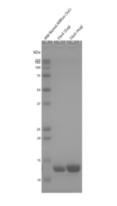 Human Tau dGAE (297-391) AD-mimic PFFs (SPR-502) | StressMarq ...
