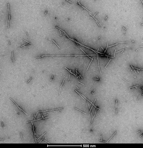 Alpha Synuclein Fibrillar and Oligomeric Constructs