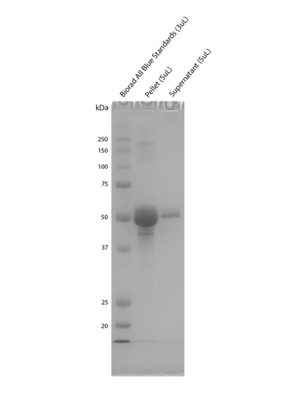 Human Tau-381 (1N3R) Wild-Type PFFs (SPR-514) | StressMarq Biosciences Inc.