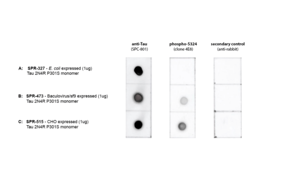 Human Tau-441 (2N4R) P301S Mutant PFFs (SPR-516)
