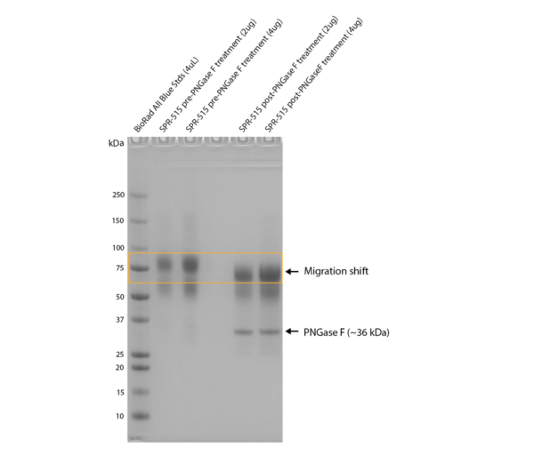 Human Tau-441 (2N4R) P301S Mutant PFFs (SPR-516)