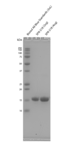 Alpha Synuclein E114C Mutant Pre-formed Fibrils: ATTO 489 (SPR-518)