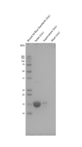 Human Alpha Synuclein E114C Mutant PFFs: ATTO 488 (SPR-518-A488 ...