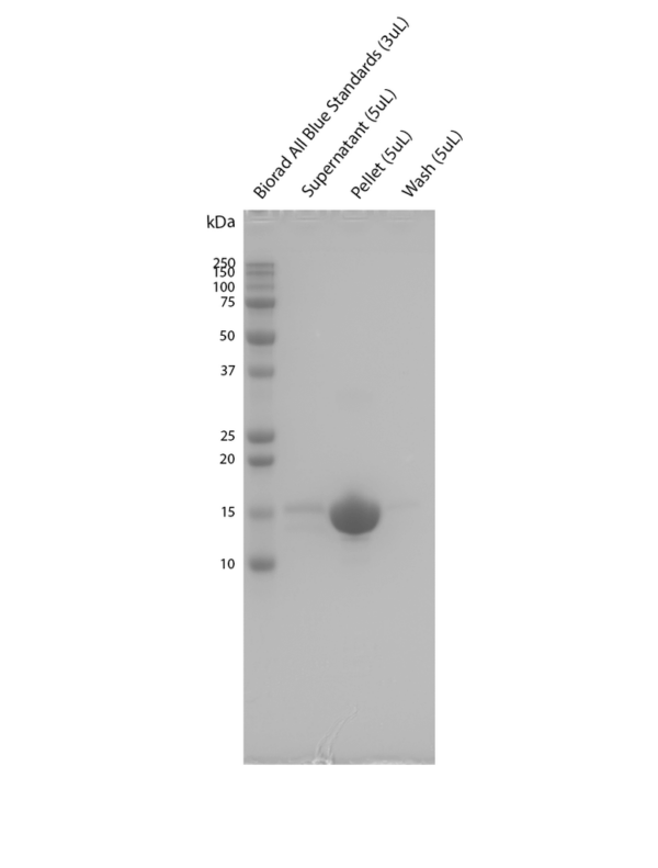 Human Alpha Synuclein pSer129 PFFs (SPR-521) | StressMarq Biosciences Inc.