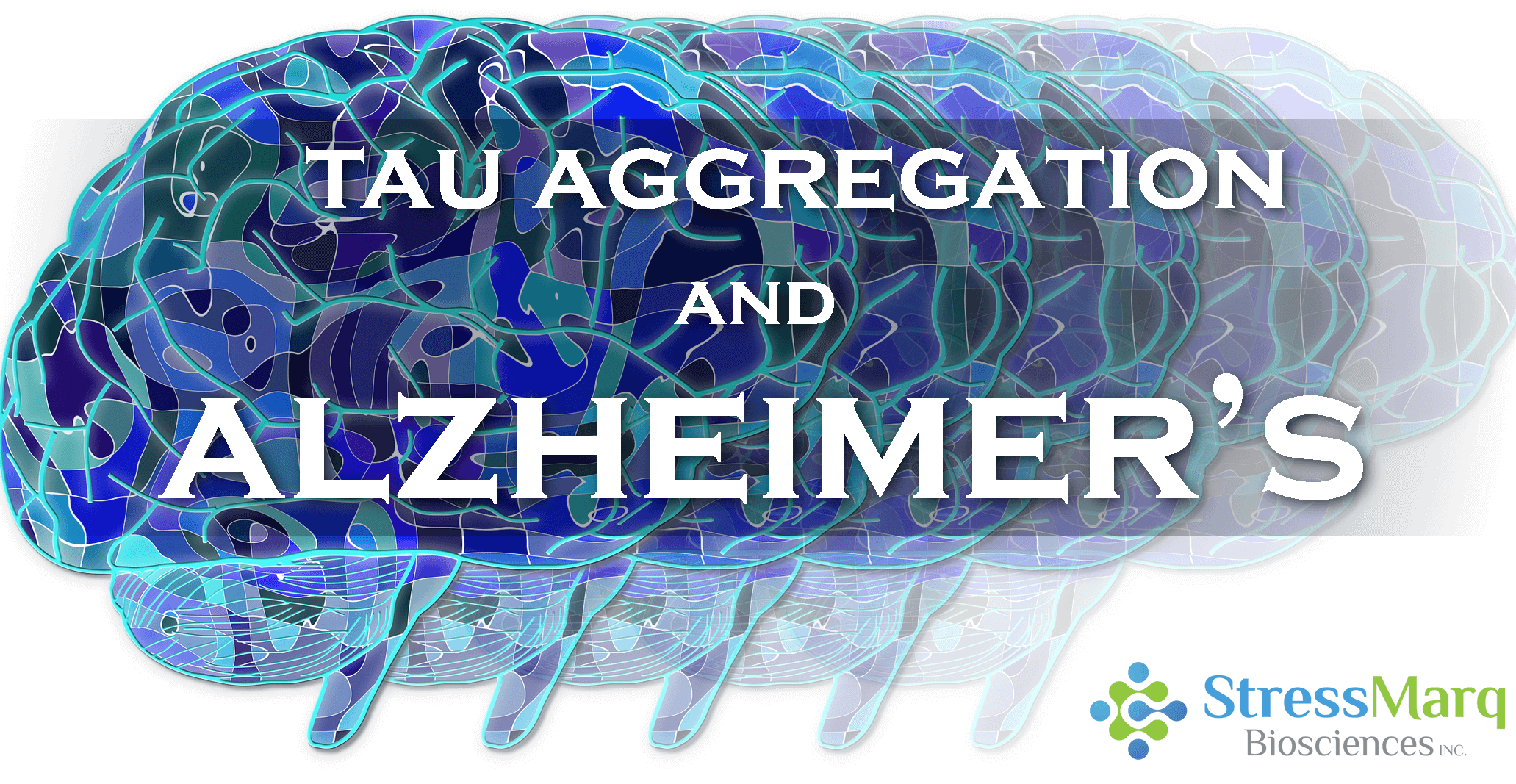 Tau Aggregation and Alzheimer's | StressMarq