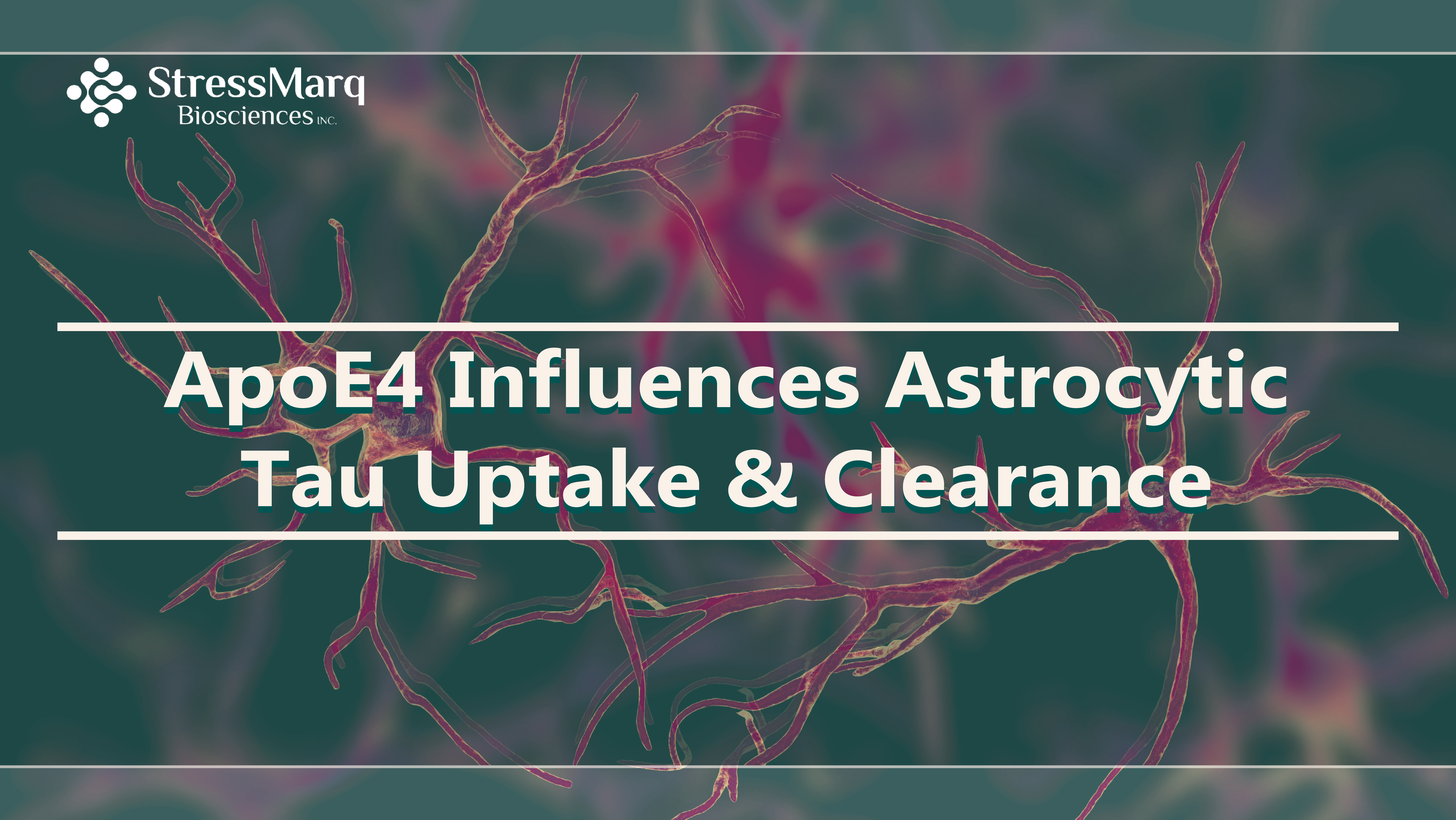ApoE4 Influences Astrocytic Tau Uptake & Clearance | StressMarq ...
