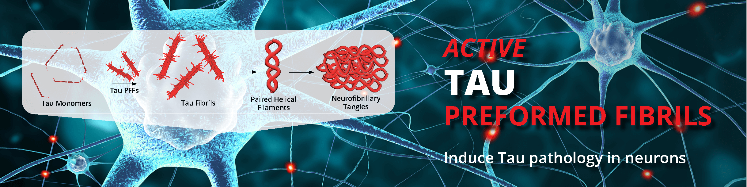 Tau Pre-formed Fibrils, Filaments & Monomers