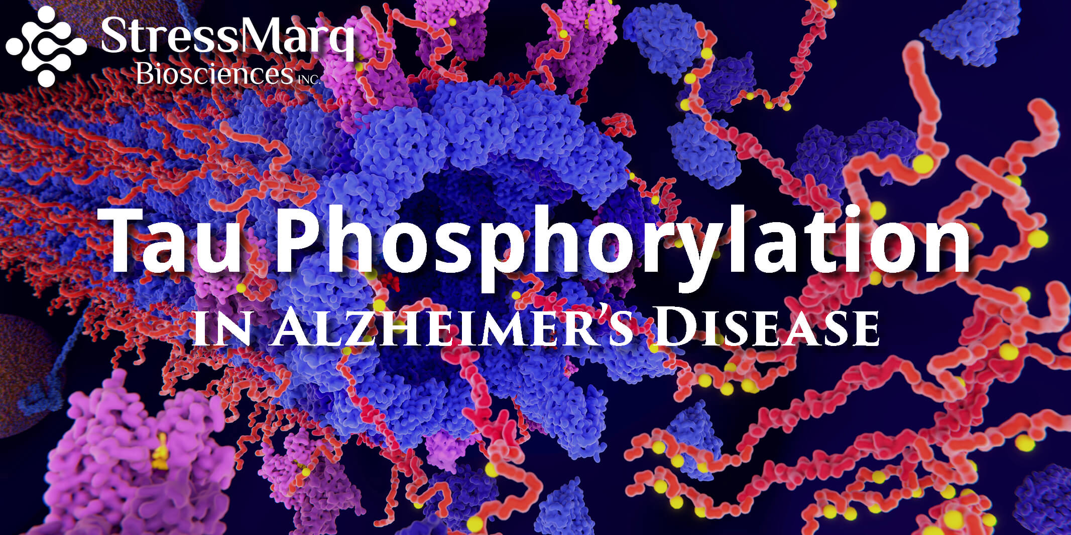 Tau Protein Phosphorylation Human Tau Accumulation Promotes Glycogen