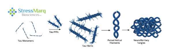 Tau Aggregation and Alzheimer's | StressMarq