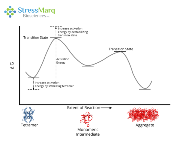 Transthyretin (TTR) in Amyloid Diseases | StressMarq