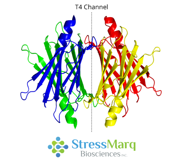 Transthyretin Ttr In Amyloid Diseases Stressmarq