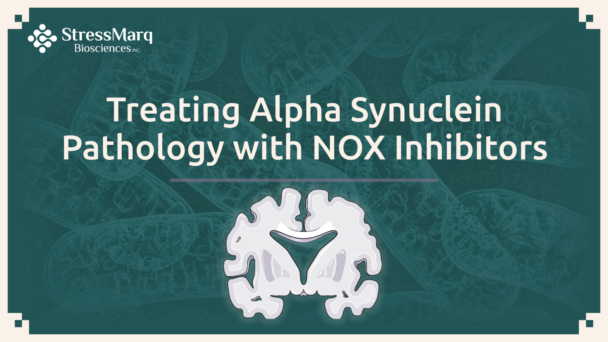 Treating Alpha Synuclein Pathology with NOX Inhibitors | StressMarq Biosciences Inc.