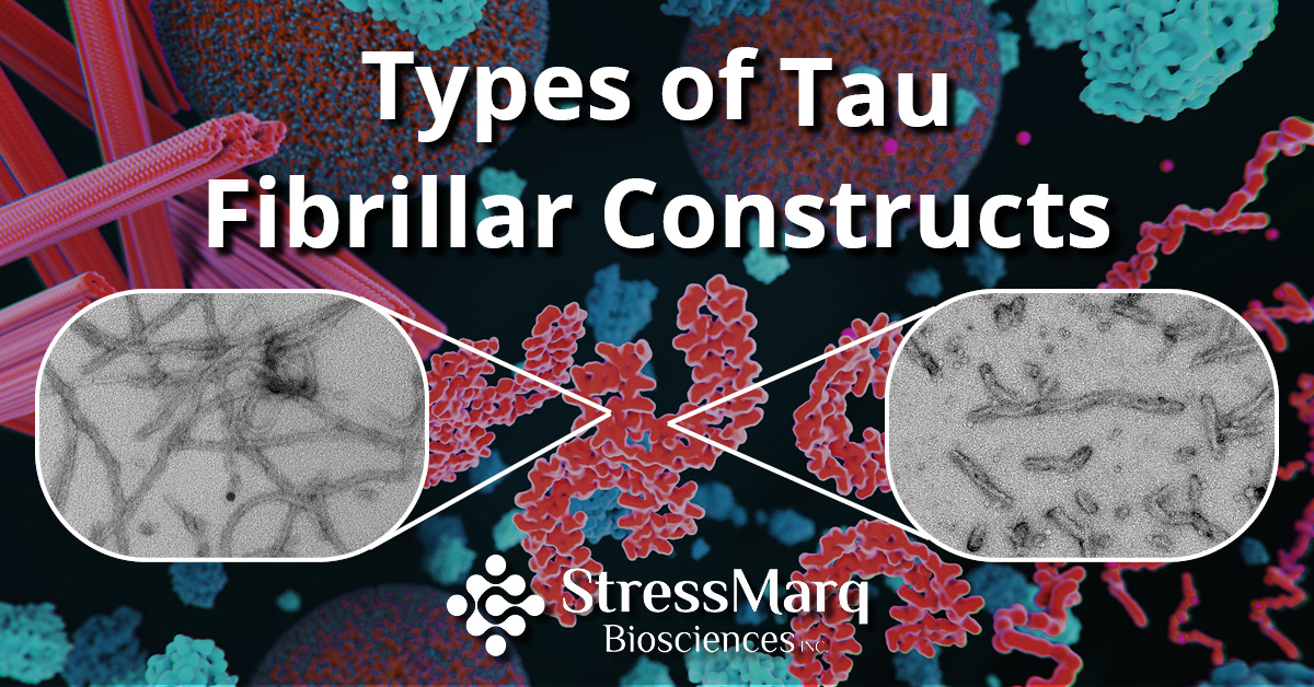Types of Tau Fibrillar Constructs | StressMarq | StressMarq Biosciences ...