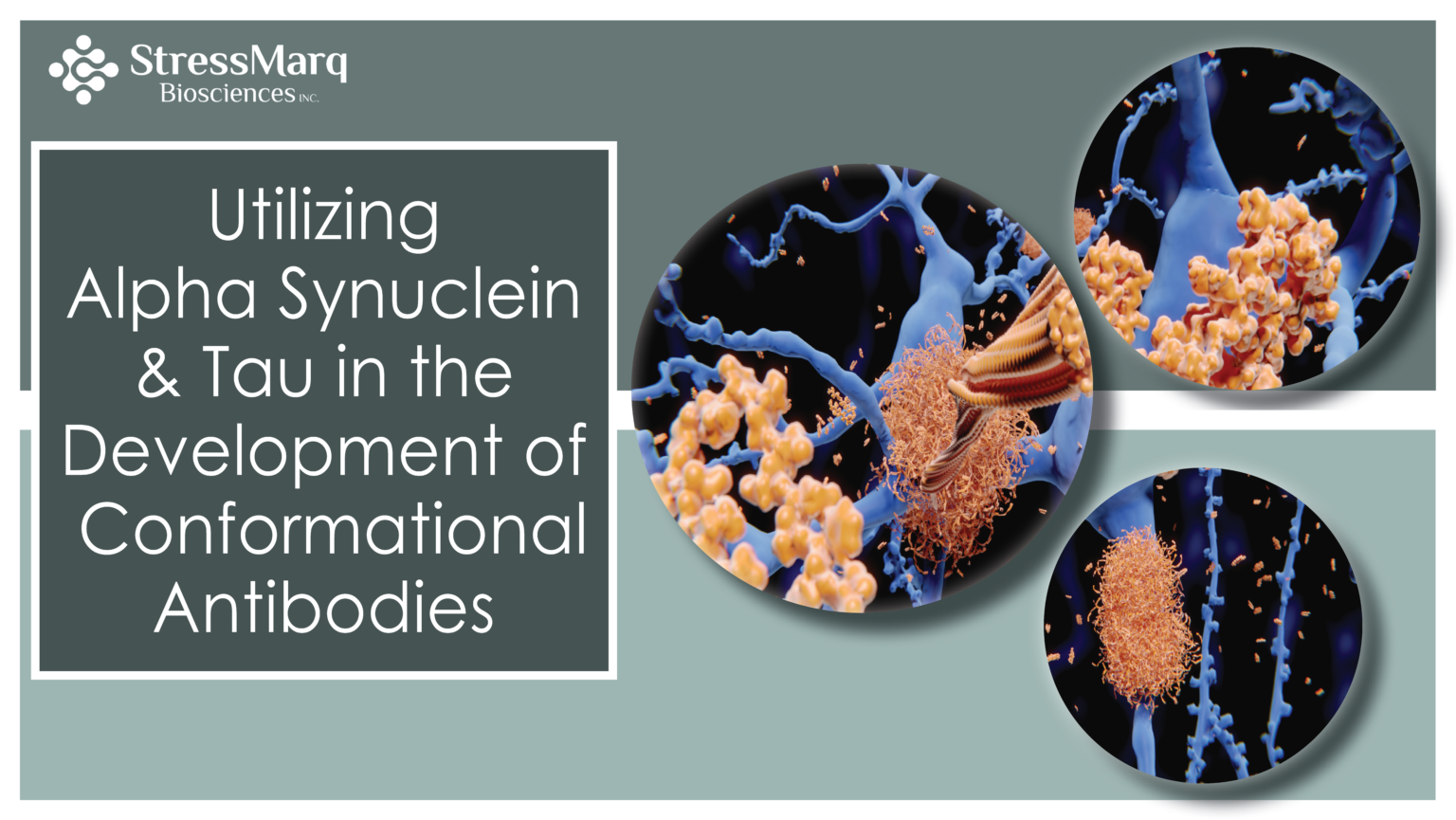 Using Alpha Synuclein & Tau for Conformational Antibodies | StressMarq ...
