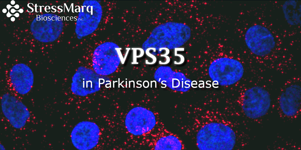 VPS35 in Parkinson's Disease | StressMarq