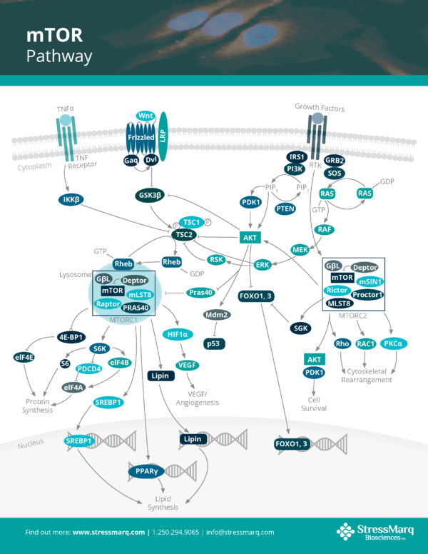 Pathway Posters | StressMarq